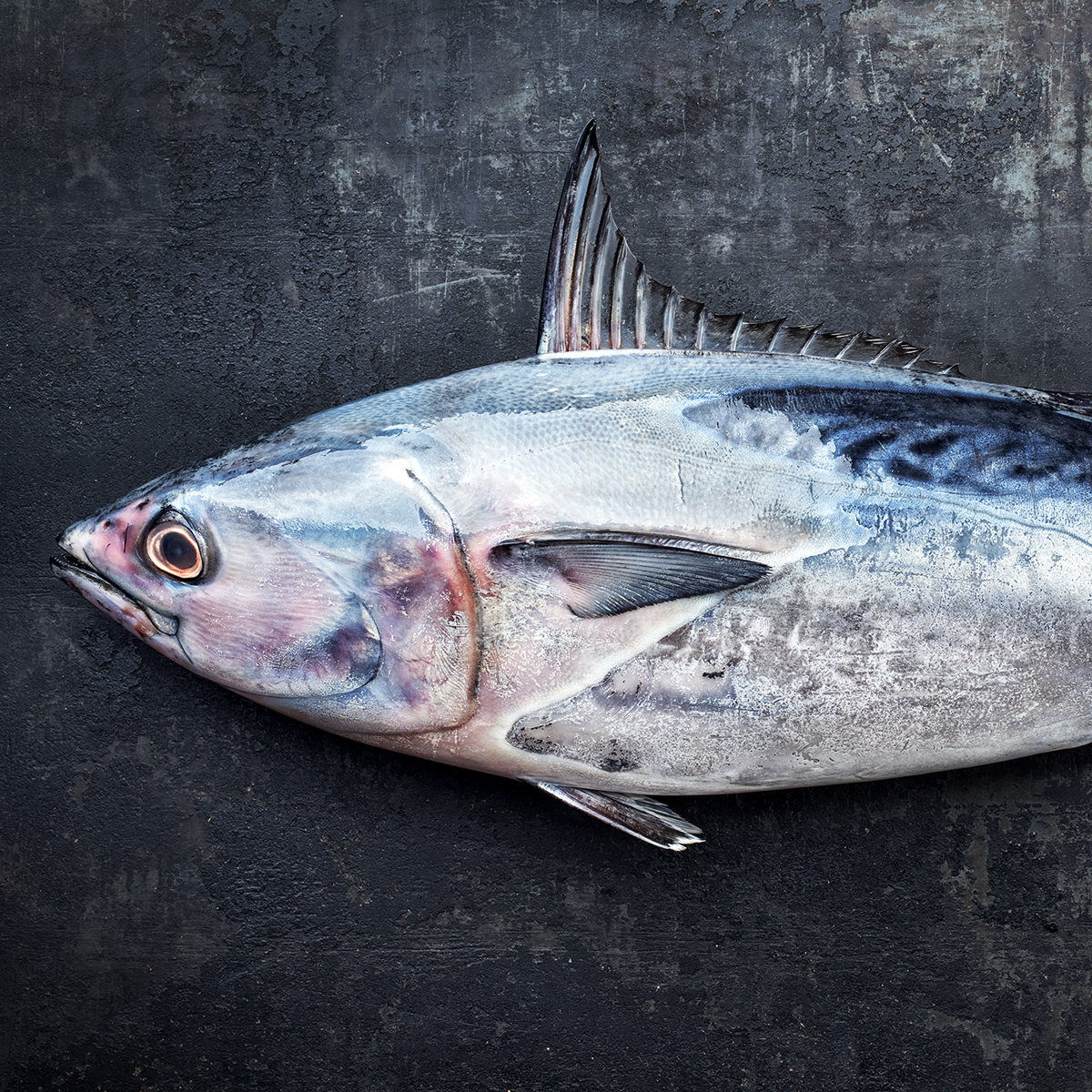 Katsuo (Skipjack Tuna) - Sushi In Season (April-May) (September-October ...