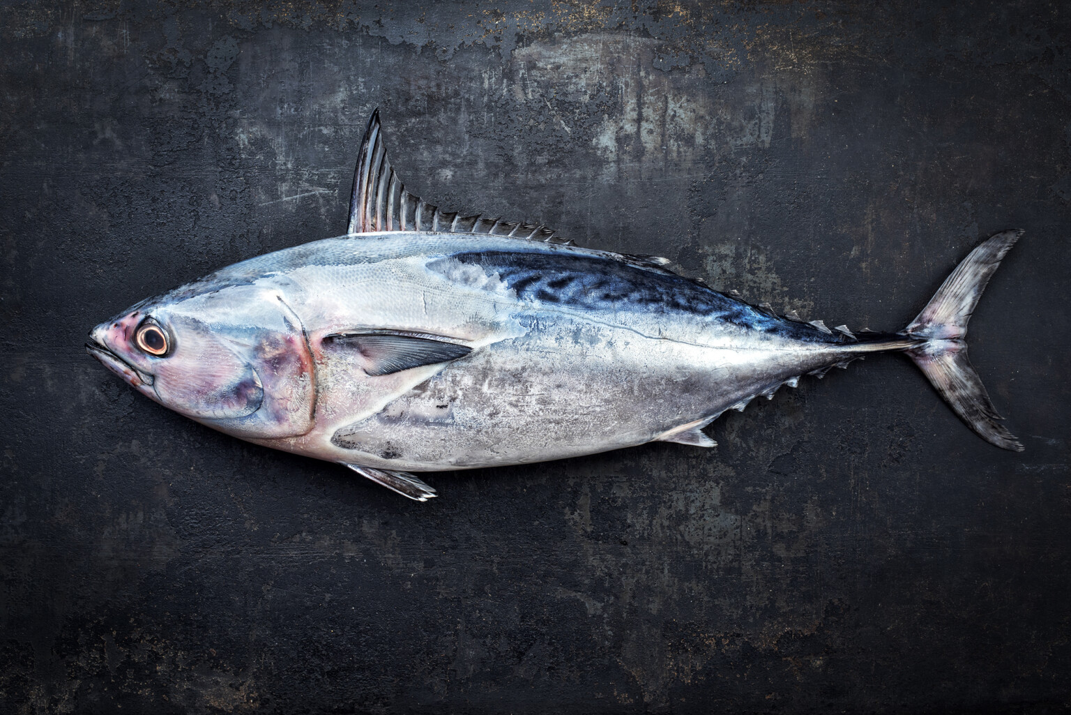 Katsuo (Skipjack Tuna) - Sushi In Season (April-May) (September-October ...